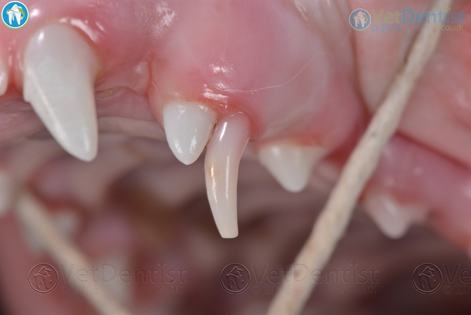 The Vet Dentist Harrogate | A Referral Veterinary Dental Practice
