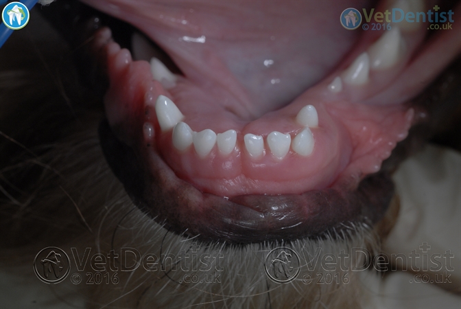 The Vet Dentist Harrogate | A Referral Veterinary Dental Practice